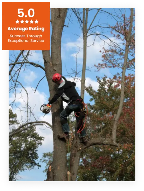 Quality Tree Service DFW | Denton, Dallas and DFW Metroplex, TX