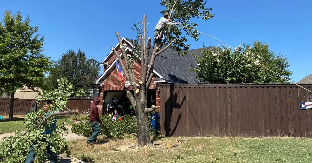 Tree Trimming Near You | Denton, TX & DFW Metroplex
